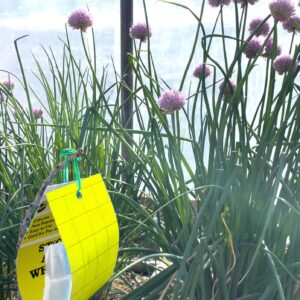 Aphid and Whitefly Sticky Traps - 5 Pack