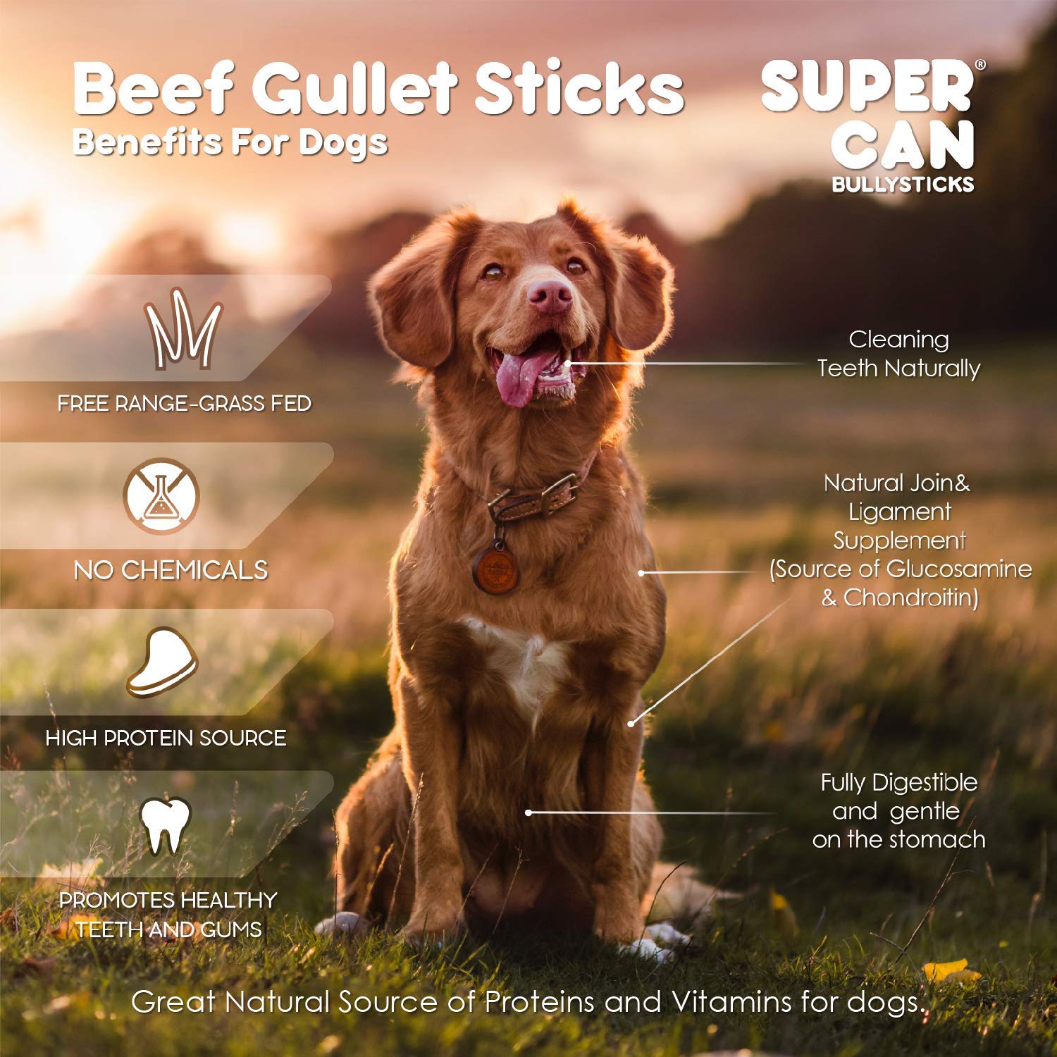 SUPERCAN BULLYSTICKS 6" Beef Bully Sticks for Small Medium Large Dogs (25pc) 100% Natural Dog Chews - Long Lasting Treats for Aggressive Chewers - Healthy Teeth