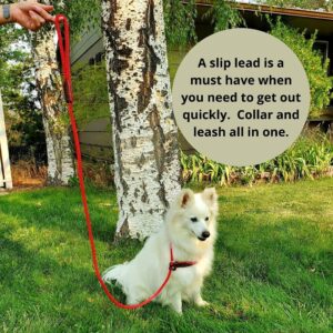 Pet Emergency Kit for Medium Dogs