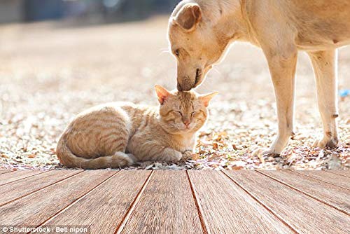 I LOVE MY PETS LLC cat Vitamins Skin and Coat - PET Ultra Vitamins - Dogs Cats Health - Best Benefits - Magnesium for Cats - 180 Treats (2 Bottles)