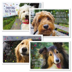 current furry pals birthday greeting card value pack – set of 12 (4 designs), large 5 x 7 inches, envelopes included