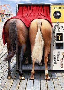 horses in photo booth - avanti funny/humorous birthday card