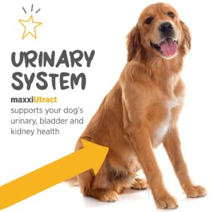 maxxipaws maxxiUtract Urinary & Bladder Support - Powder Supplement for Dogs, 5.3oz