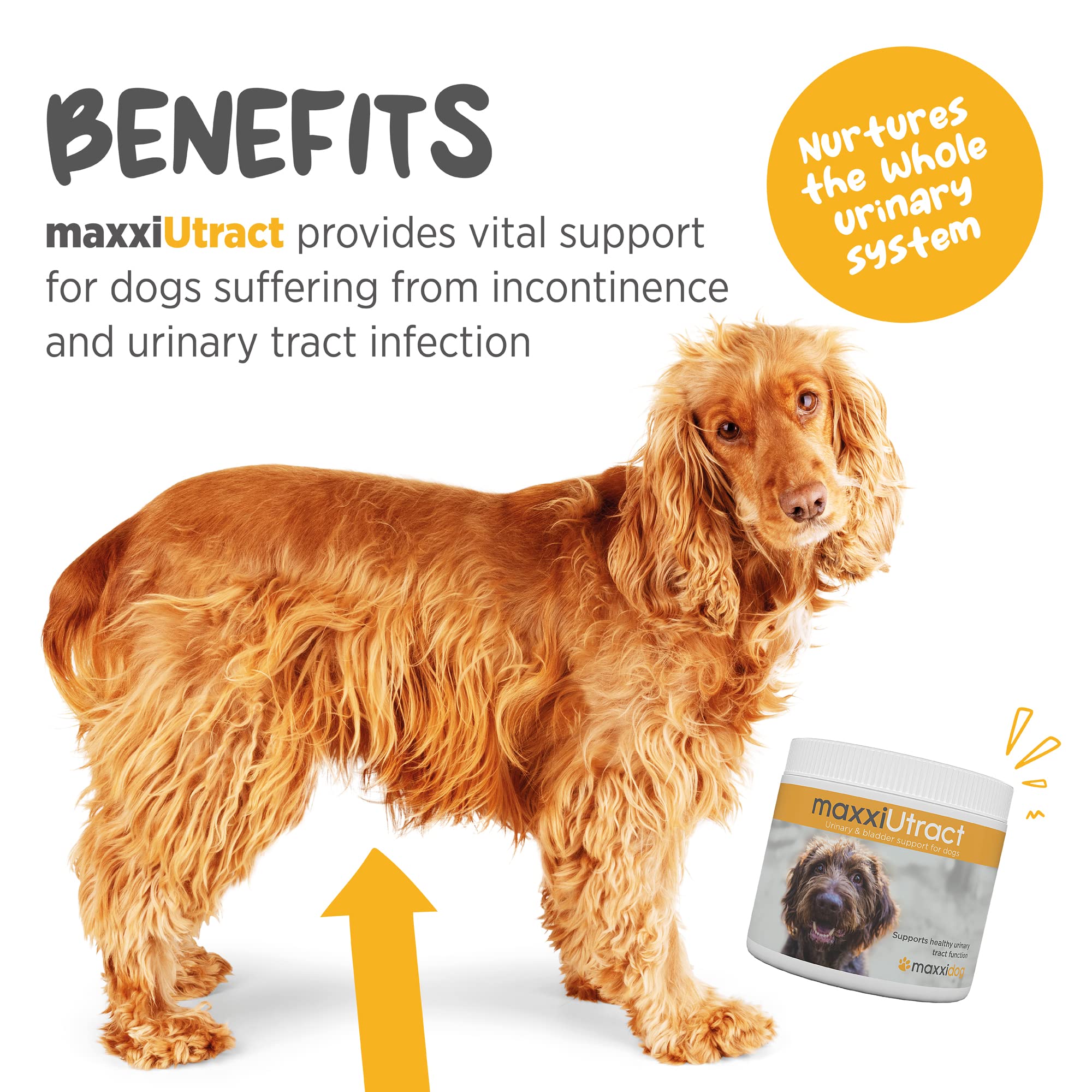 maxxipaws maxxiUtract Urinary & Bladder Support - Powder Supplement for Dogs, 5.3oz