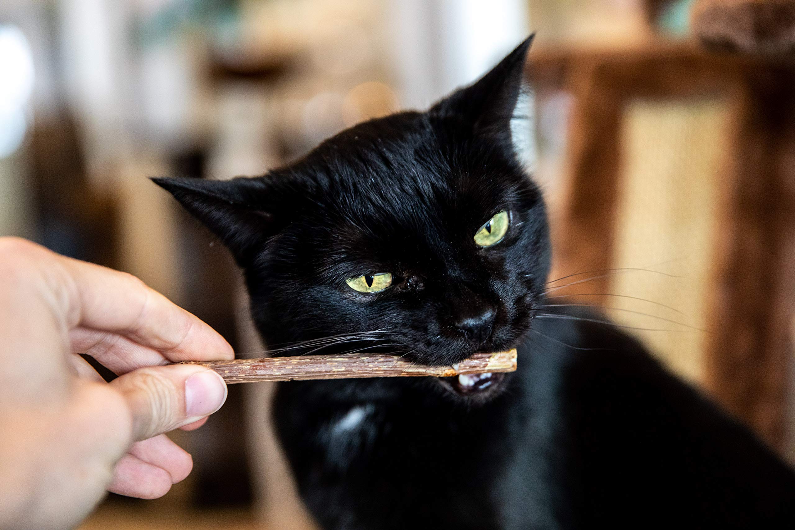 Meowy Janes Matatabi Chew Sticks - An All Natural Silvervine Cat Toy and Cat Treat - Catnip Alternative