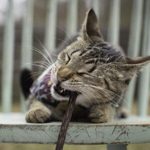 Meowy Janes Matatabi Chew Sticks - An All Natural Silvervine Cat Toy and Cat Treat - Catnip Alternative