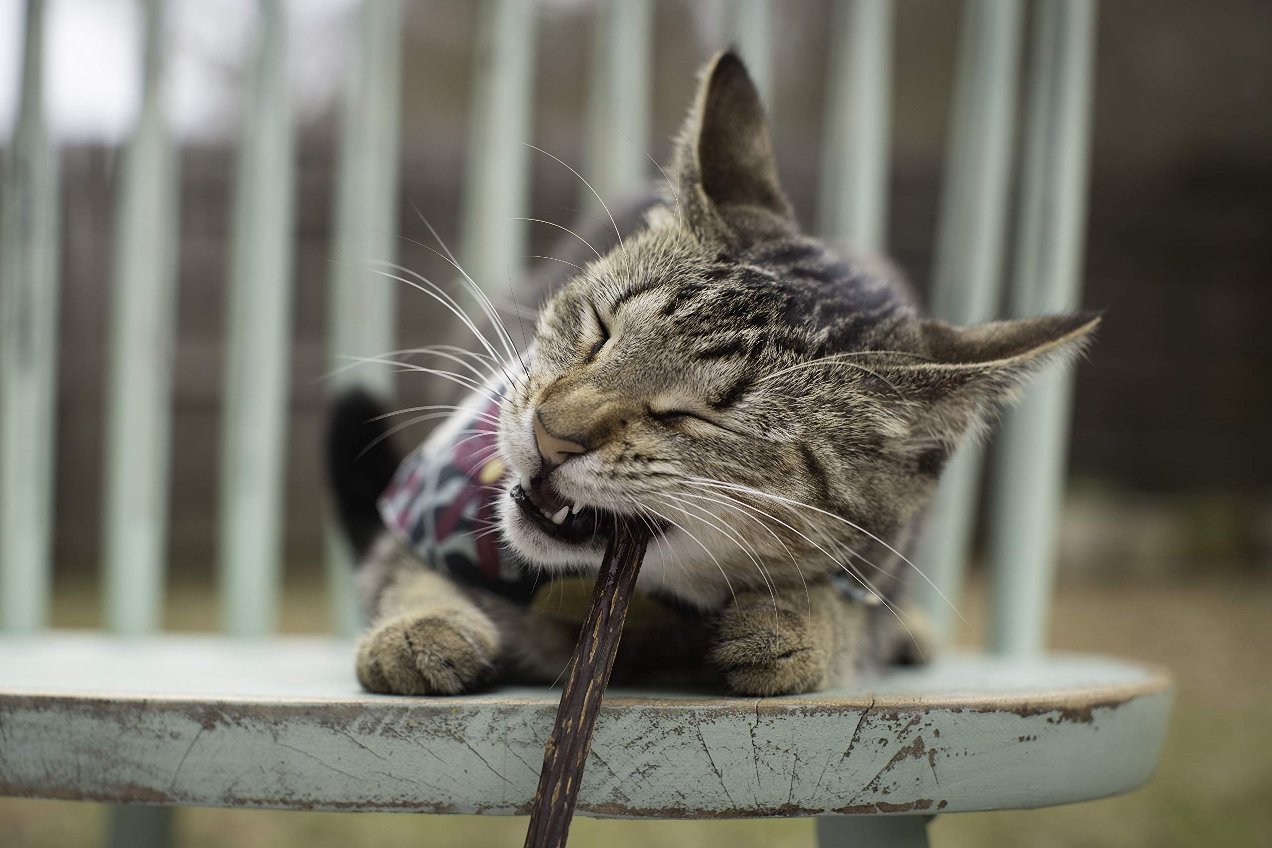 Meowy Janes Matatabi Chew Sticks - An All Natural Silvervine Cat Toy and Cat Treat - Catnip Alternative