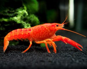 aquatic arts 1 male neon red crayfish | live freshwater aquarium lobster / crawfish / crawdad / real living fish tank pet