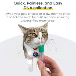 Basepaws Cat DNA Test Kit - Comprehensive Breed, Health and Dental Analysis Across 114 Traits for Accurate and Easy-to-Use Genetic Insights