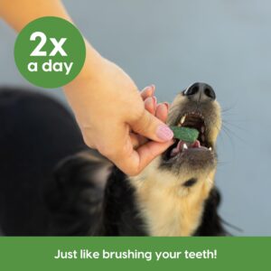 ARK NATURALS Brushless Toothpaste for Sensitive Gums, Dog Dental Chews for Small Breeds, Vet Recommended for Plaque, Bacteria & Tartar Control, Green, Mint, 4 Oz