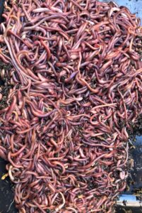 wwjd worms 5 pound red wigglers composting worms (5000 count) earth worms, red worms, live worms for garden, farm soil - red wigglers live worms for fishing & worm farm composter