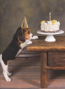 tracks publishing ltd beagle puppy looking at birthday cake funny dog birthday card