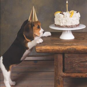 Tracks Publishing Ltd Beagle Puppy Looking at Birthday Cake Funny Dog Birthday Card