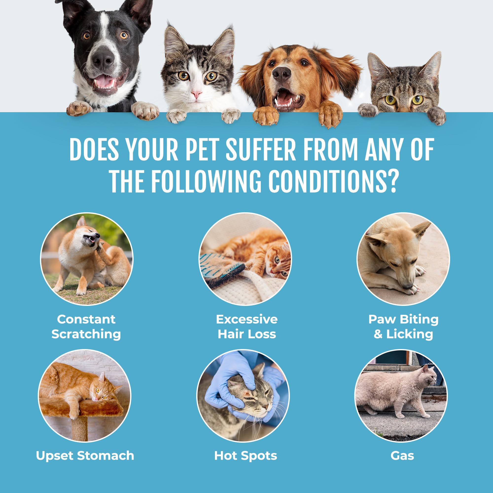 Healthy Stuff Online - Pet Sensitivity and Intolerance Test - Pet, Dietary, Sensitivity, Intolerance, at-Home Testing, Cats, Dogs, Horses - Animal DNA, Fast, Easy, Lab Results