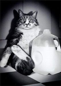 avanti cat with milk jug funny/humorous birthday card