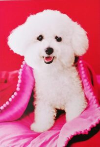 greeting card as far as friends go - you're the best of the breed! happy birthday with bichon frise dog (friendship)