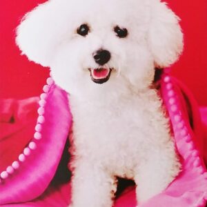 Greeting Card As Far As Friends Go - You're The Best of The Breed! Happy Birthday with Bichon Frise Dog (Friendship)