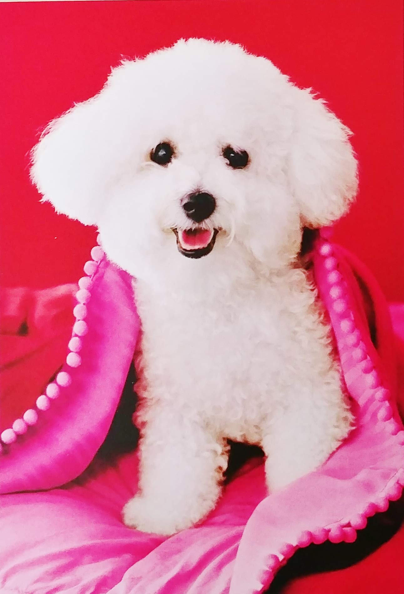 Greeting Card As Far As Friends Go - You're The Best of The Breed! Happy Birthday with Bichon Frise Dog (Friendship)