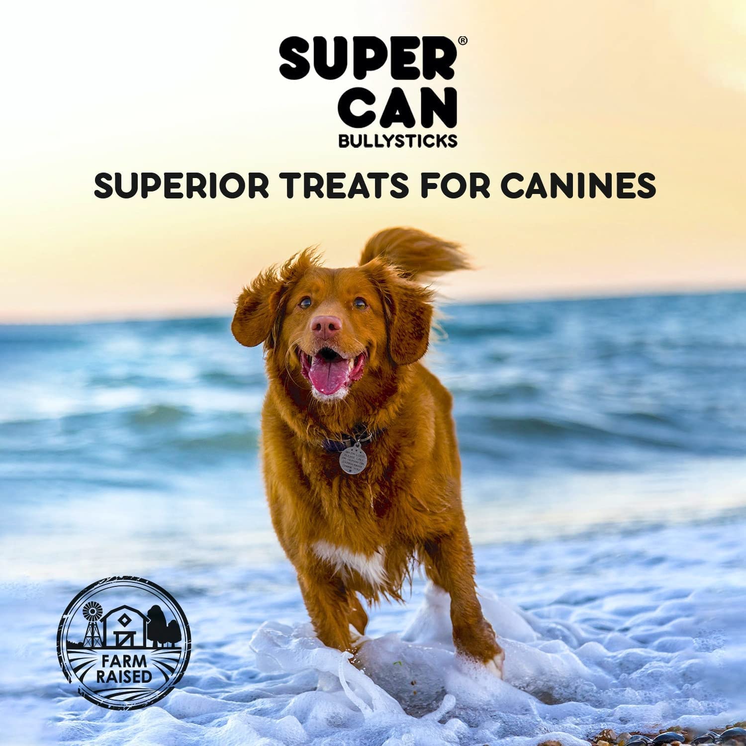 SUPERCAN BULLYSTICKS Beef Bully Sticks for Small Medium Large Dogs (8oz) 100% Natural Dog Chews - Long Lasting Treats for Aggressive Chewers - Healthy Teeth - Free Range