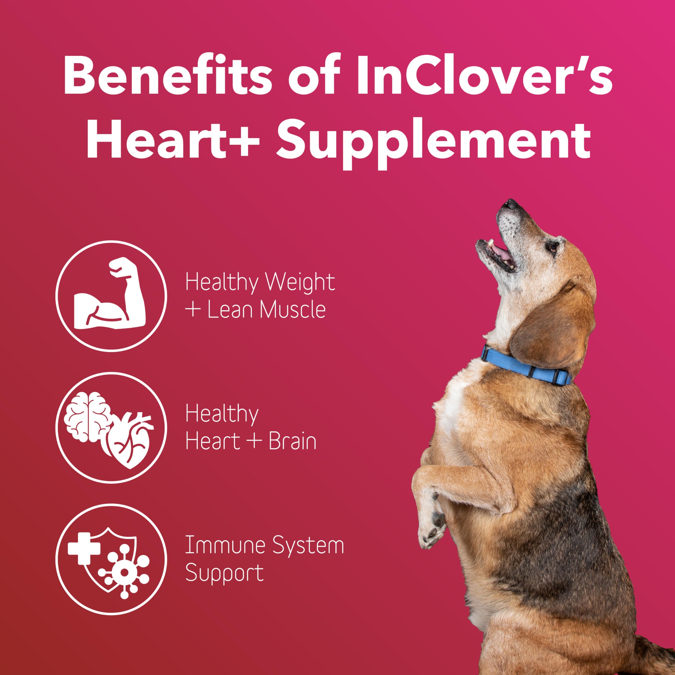 InClover, Dog Heart Health Supplement BioVibrant, Helps Support Dog Heart Health, Dog Supplement Treat Powder with Taurine Helps Pet Heart Health and Dog Weight Management, Dog Immune Support