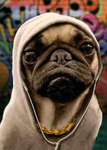 portal pug in hoodie funny/humorous dog birthday card