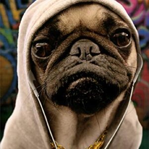 Portal Pug in Hoodie Funny/Humorous Dog Birthday Card