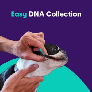 Orivet Dog DNA Test | Comprehensive Dog Breed Test Kit, Genetic Testing and Life Plan GenoPet+ for Canines