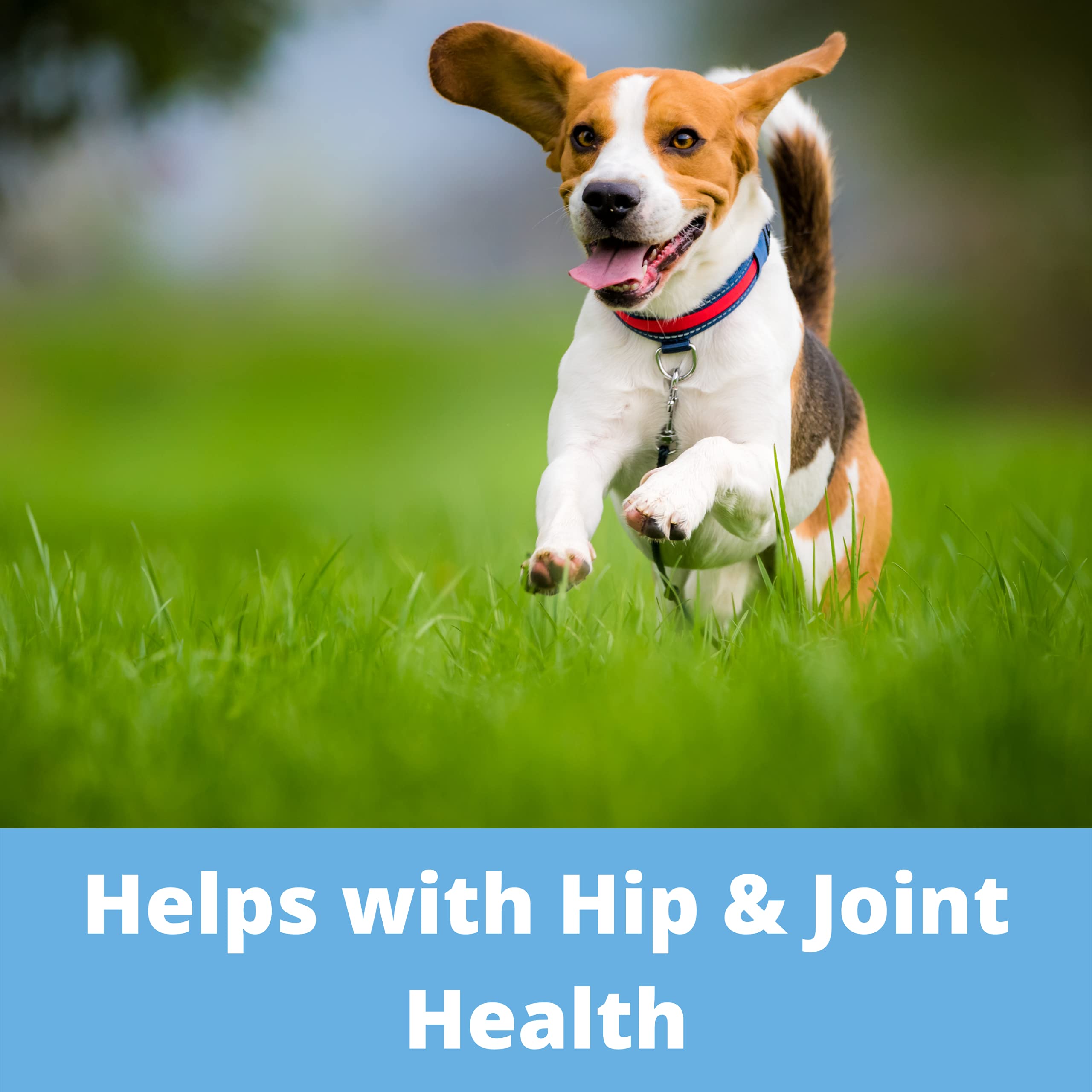 iVitamins Hemp Oil for Pets, Dogs, Cats : 4 fl oz : May Help with Separation, Inflammation, Joints, HIPS, and More : Hemp Extract : Easily Apply to Treats (1,000mg)