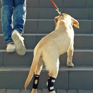 NeoAlly Cat and Dog Ankle Brace Pair Canine Rear Leg Hock Support with Safety Reflective Straps for Hind Leg Wounds Heal and Injuries and Sprains from Arthritis (S Pair)