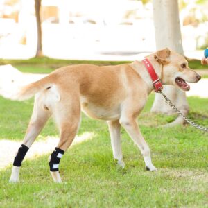 NeoAlly Cat and Dog Ankle Brace Pair Canine Rear Leg Hock Support with Safety Reflective Straps for Hind Leg Wounds Heal and Injuries and Sprains from Arthritis (S Pair)