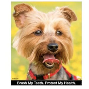 Brush My Teeth Small Dog Toothbrush, Rounded Brush Head -Soft Flexible Bristles, Safe and Gentle Brushing for Small Dogs, Small Breeds and Puppy, Daily Brushing Adds Years of Healthy Life, Multicolor