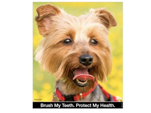 Brush My Teeth Small Dog Toothbrush, Rounded Brush Head -Soft Flexible Bristles, Safe and Gentle Brushing for Small Dogs, Small Breeds and Puppy, Daily Brushing Adds Years of Healthy Life, Multicolor