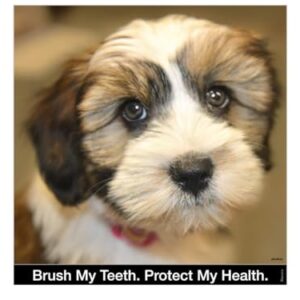 Brush My Teeth Small Dog Toothbrush, Rounded Brush Head -Soft Flexible Bristles, Safe and Gentle Brushing for Small Dogs, Small Breeds and Puppy, Daily Brushing Adds Years of Healthy Life, Multicolor