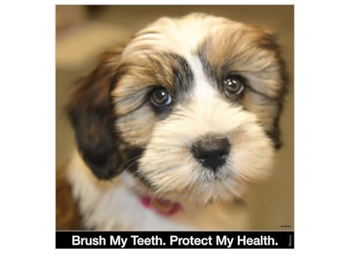 Brush My Teeth Small Dog Toothbrush, Rounded Brush Head -Soft Flexible Bristles, Safe and Gentle Brushing for Small Dogs, Small Breeds and Puppy, Daily Brushing Adds Years of Healthy Life, Multicolor