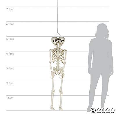 Fun Express Two-Headed Life-Size Human Skeleton (5 feet Tall) Posable