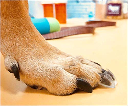 Dr. McHenry's Dog Toe Treads, Set of 24, Adhesive, Cleaning Brush, Increased Traction, Dog Mobility Support, X-Large Kit- Weight: 60-150 lbs. Net Weight 1.6 oz.