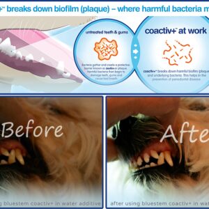 Dog Toothpaste : Chicken Flavor Tooth Paste for Dogs & Cats. Teeth Brushing Cleaner Pet Breath Freshener Oral Care Dental Cleaning Kit. Tartar & Plaque Remover Brushes