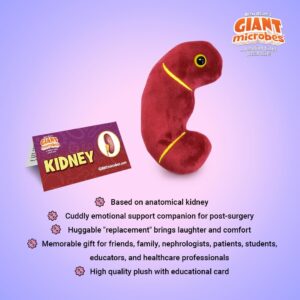 Giantmicrobes Kidney Plush, Kidney Stuffed Animal, Kidney Transplant Gifts, Kidney Donor Gifts, Kidney Pillow, Urology Gifts, Nephrology Gifts, Dialysis Nurse Gifts, Gifts For Urologist, Kidney Toy