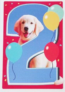 greeting card happy 2nd birthday with golden labrador retriever dog - two years old