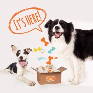 Nylabone Chew Toy Dog Surprise Box Variety Small/Regular (1 Count)