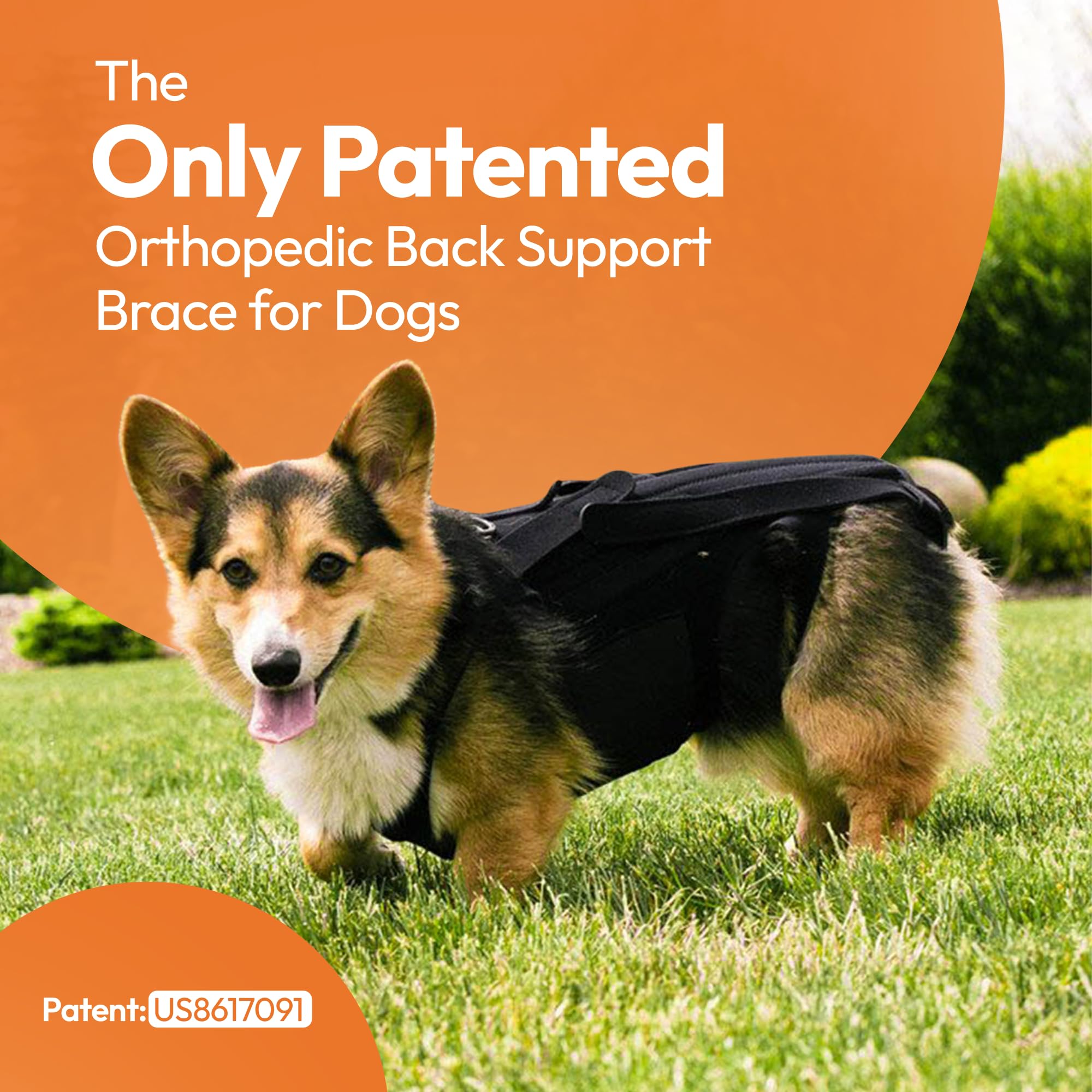 Dog Back Brace for IVDD - Orthopedic Support Back Brace for Dogs - Herniated & Slipped Disc, Pre & Post-Surgical Spinal Support - Made in USA