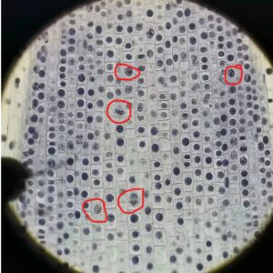 Prepared Animal Plant Cell Mitosis Meiosis Amitosis Comparison Microscope Slides Set, 5pcs Specimens to Display with Students in Biology Class (Mitosis & Meiosis)