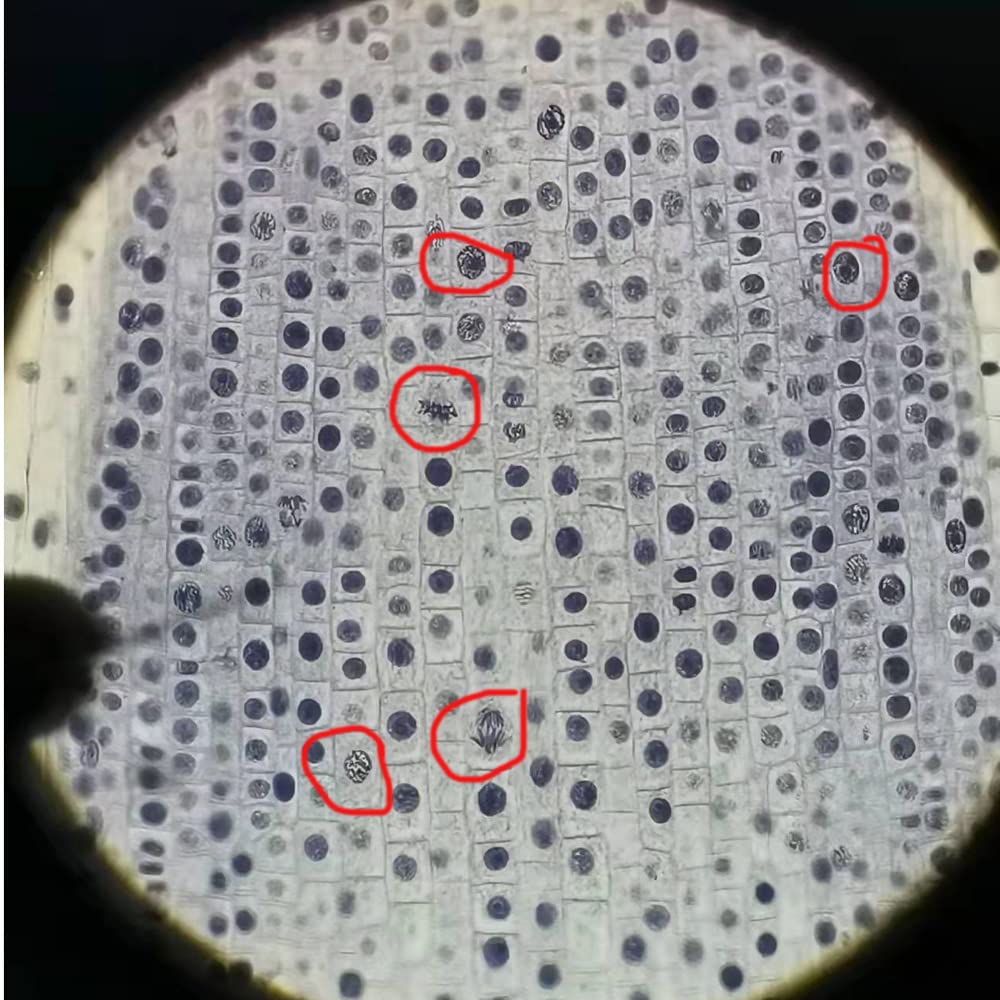 Prepared Animal Plant Cell Mitosis Meiosis Amitosis Comparison Microscope Slides Set, 5pcs Specimens to Display with Students in Biology Class (Mitosis & Meiosis)