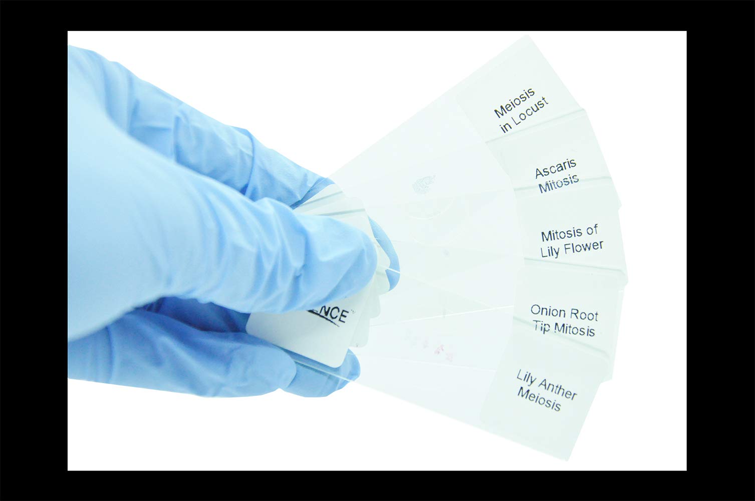 Prepared Animal Plant Cell Mitosis Meiosis Amitosis Comparison Microscope Slides Set, 5pcs Specimens to Display with Students in Biology Class (Mitosis & Meiosis)