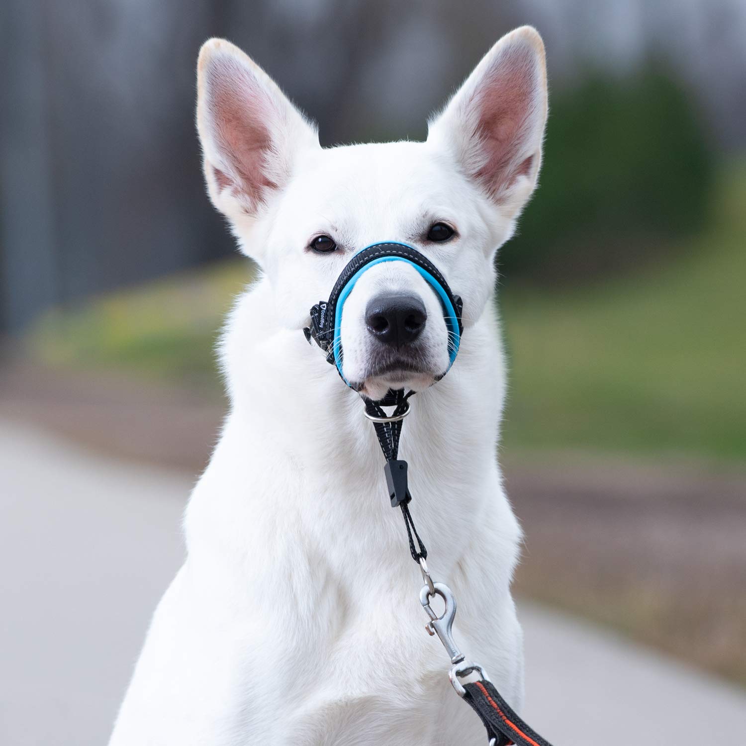 GoodBoy Dog Head Halter with Safety Strap - Stops Heavy Pulling On The Leash - Padded Headcollar for Small Medium and Large Dog Sizes - Head Collar Training Guide Included (Size 2, Pink)