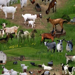 goat fabric farm animals goat in multi from elizabeth's studios quality cotton cx