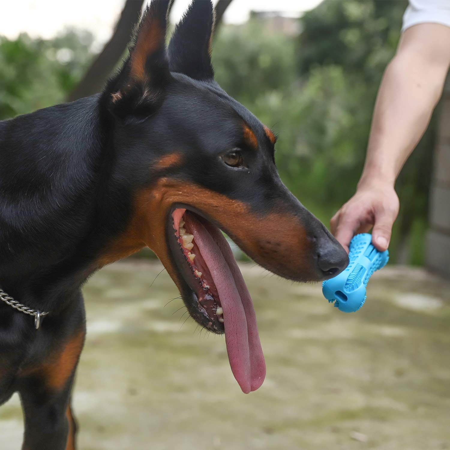 Emoly Dog Toothbrush Care Cleaning Stick - Dog Toothbrush Chew Toy Stick for Dog Dental Care- Safe, Bite Resistant Natural Rubber Toy Bone for Teeth Cleaning- Suitable for All Breed of Dogs (Blue)