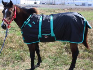 challenger 58" 1200d miniature weanling donkey pony horse foal winter blanket teal 51945