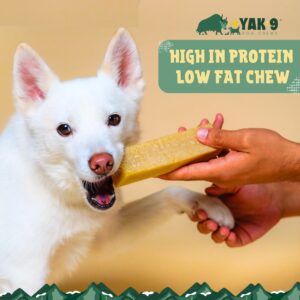 YAK-9 Yak9 Cheese Dog Chews, High Protein Dog Treats, Natural Ingredients, Rawhide Free, Long Lasting Dog Chews with Vitamins & Minerals, Dog Treats for Medium Breeds Under 75 Lbs, Turmeric, 1 PC