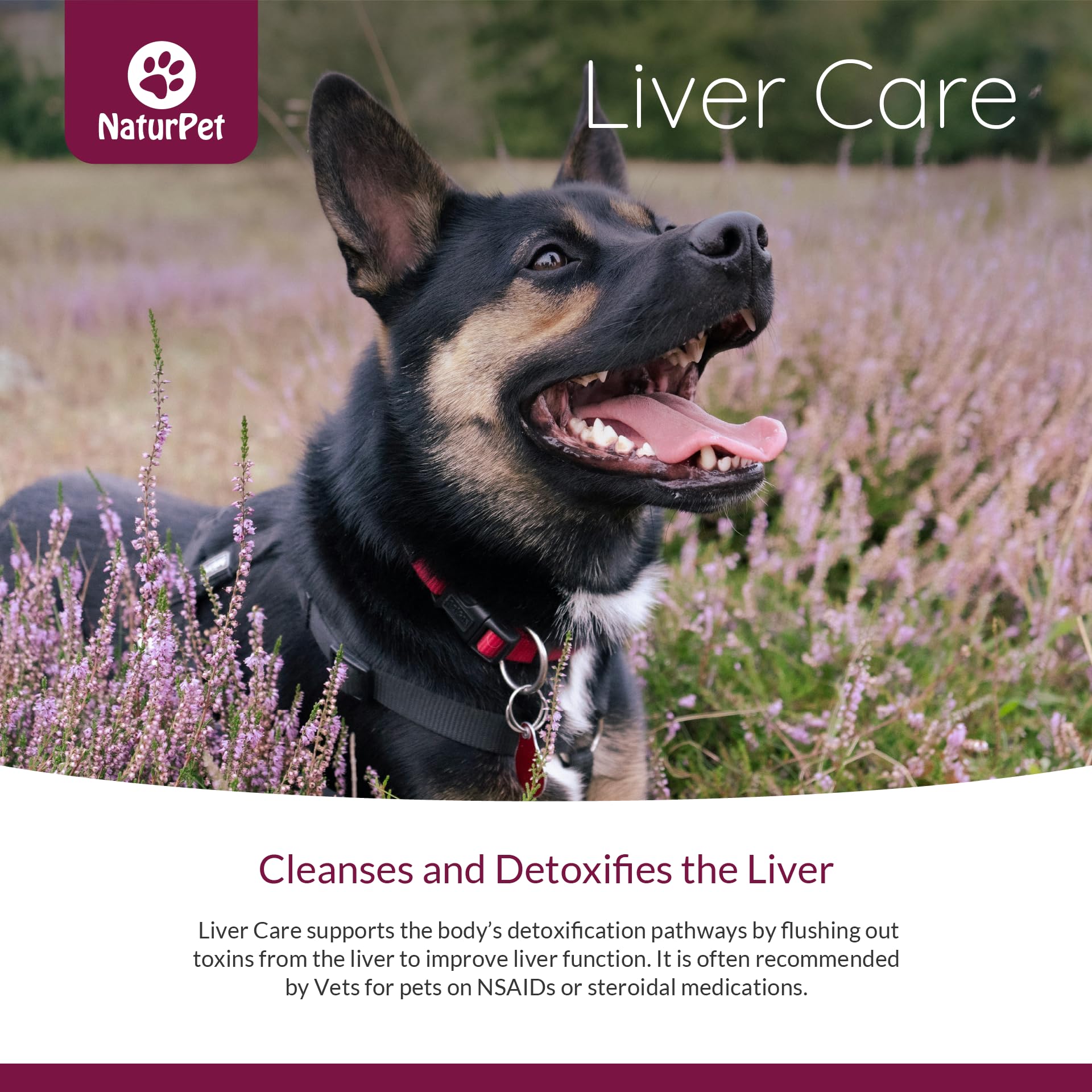 NaturPet Liver Care for Cats and Dogs | Milk Thistle Extract to Support Pets Health | 100mL